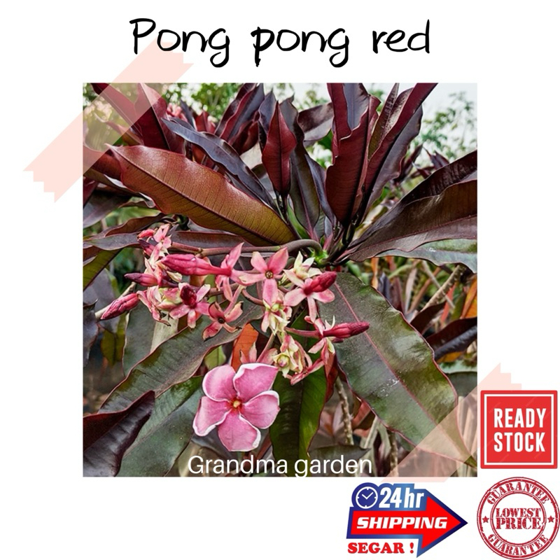 (GG real plant) pong pong red ^ cerbera odollam rubra daun bunga merah ...