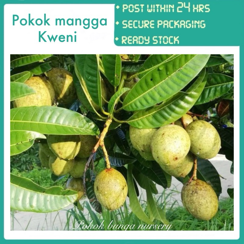 PBN - pokok mangga kweni - Kuini saipan mango kwini huani mangifera ...