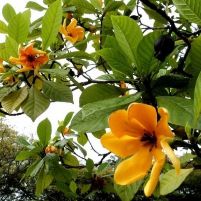 KKB Kedah Gardenia, Gardenia Carinata Tree, Golden Gardenia, Cempaka ...