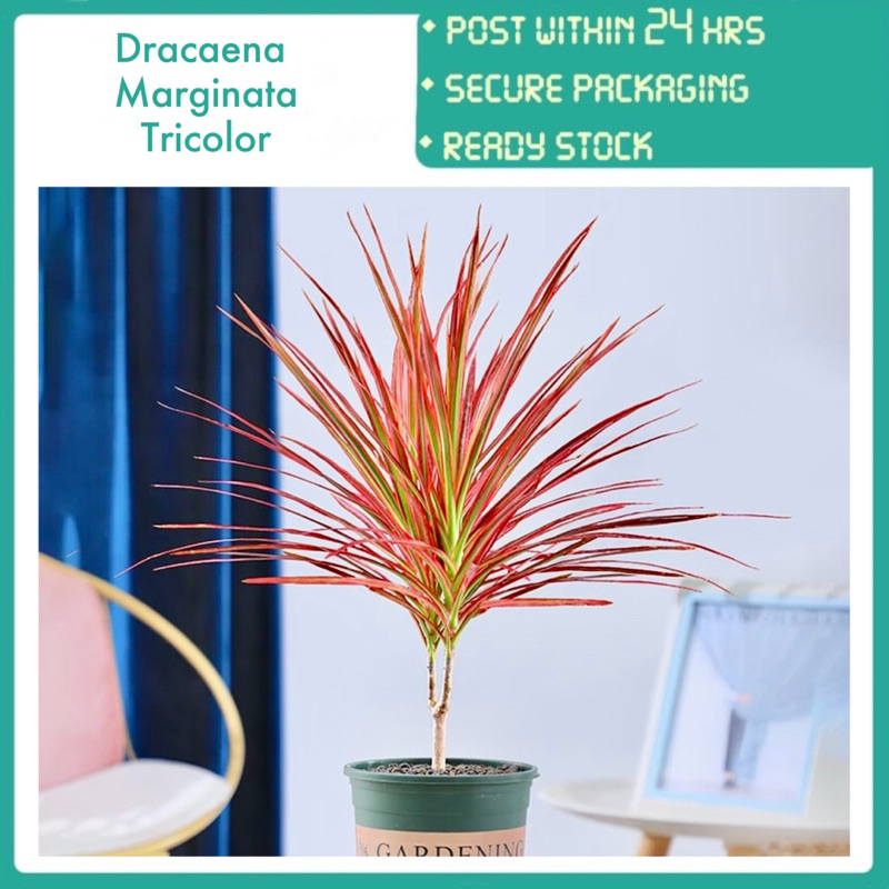 PBN - pokok Dracaena marginata tricolor - rainbow dragon tree Pokok ...