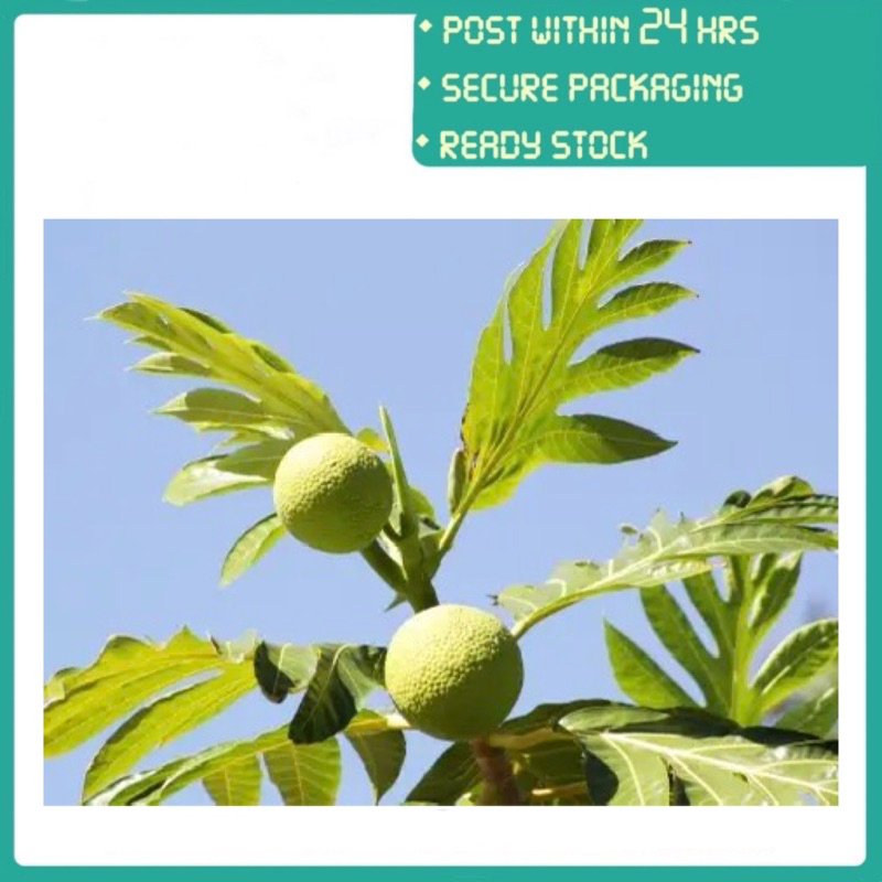 PBN - anak pokok Sukun - breadfruit Pokok buah roti bunga nursery fruit ...