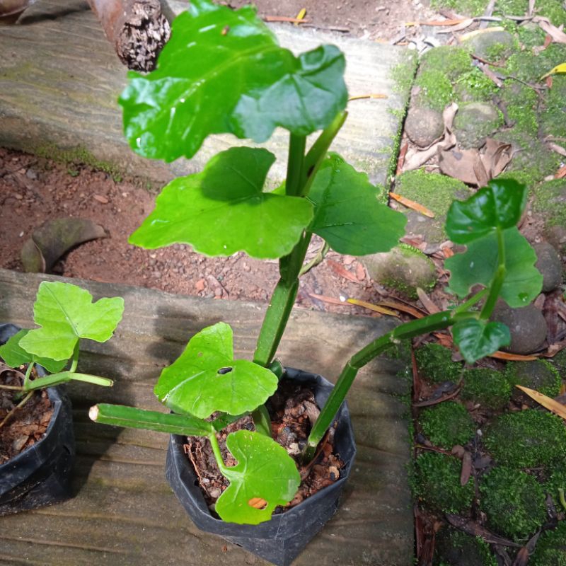 Anak Pokok Ubat Buasir/ Katam Seribu/Patah Tulang 四方藤/ 方茎青紫葛 Cissus ...