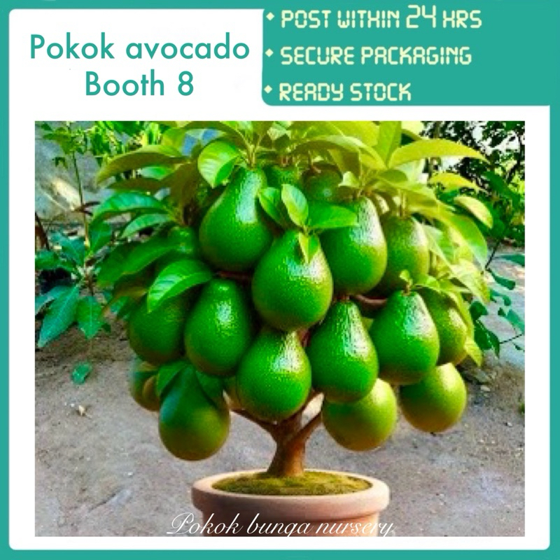 PBN - avocado booth 8 - anak pokok bunga nursery buah fruit tree garden ...