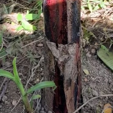 Anak Pisang Raja Udang[Monster] sepokok,rare species,sedap dan manis ...