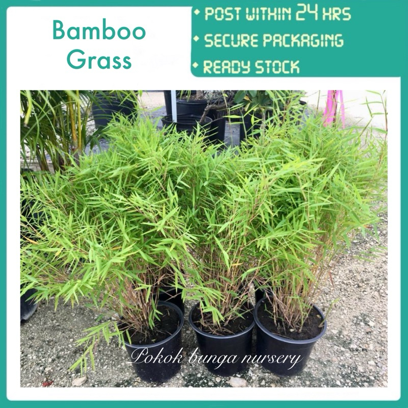 PBN - bamboo grass - bambusoideae landscape Pokok bunga nursery ...