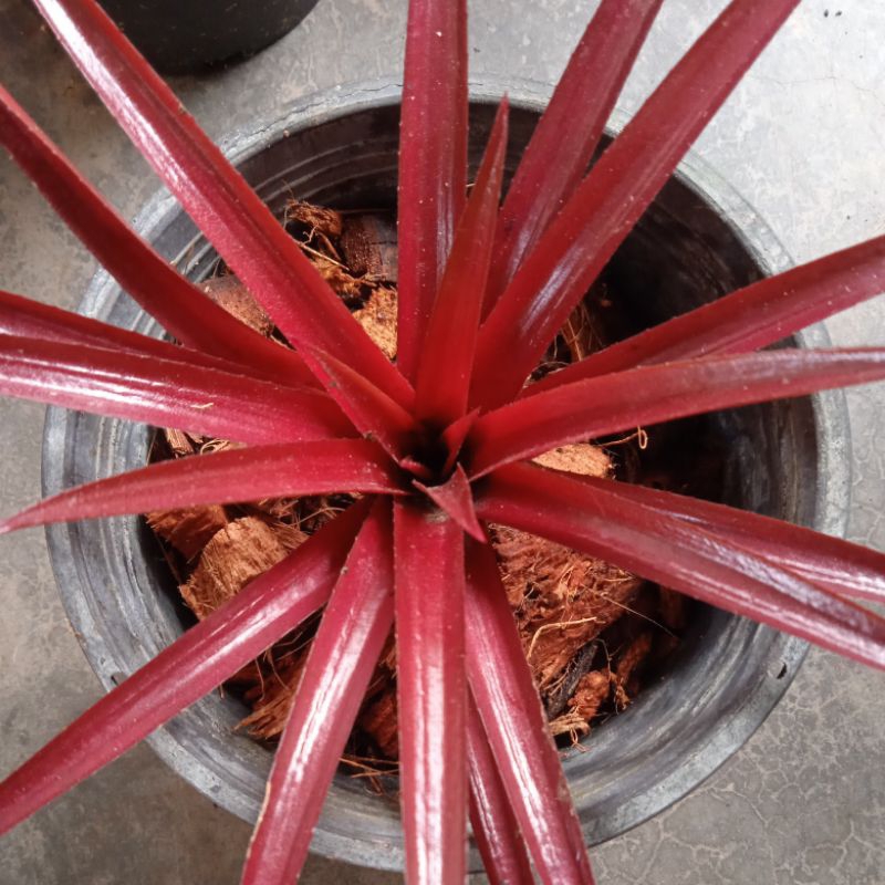 Bromeliad Neophytum firecracker live plant 爆竹积水凤梨树 | Shopee Malaysia