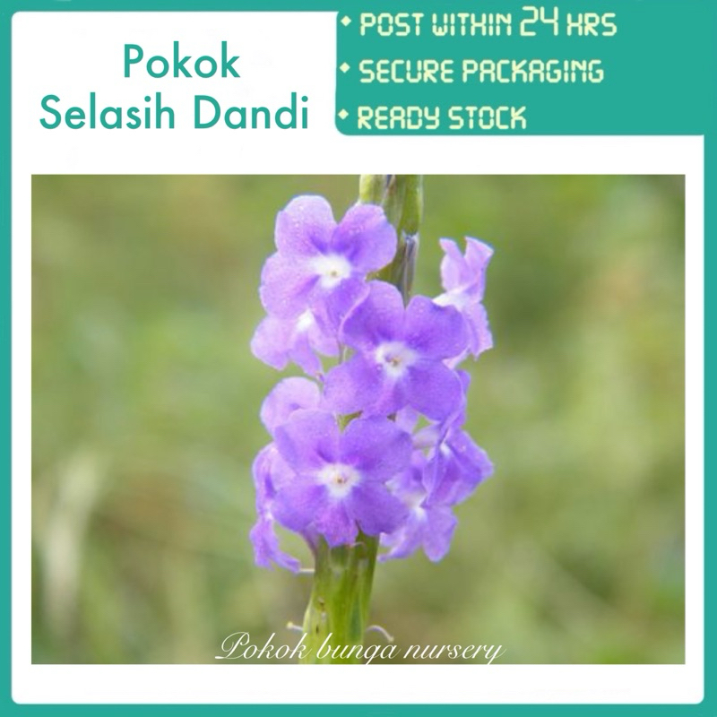 PBN - pokok selasih dandi - Stachytarpheta indica blue jolok cacing ...