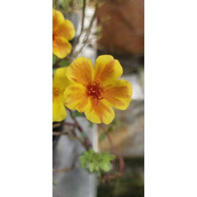 Ros jepun / Portulaca Grandiflora / Moss Rose - yellow oren - single ...