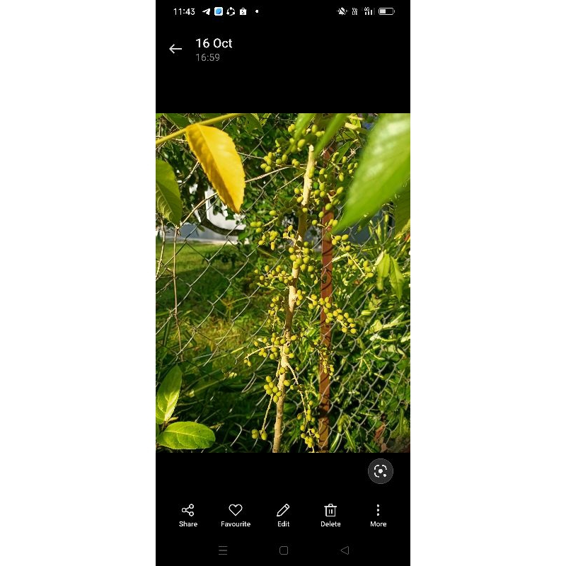 JUAL BIJI MELADA PAHIT FRESH DARI POHON 90BIJI ++ | Shopee Malaysia