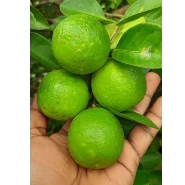 LIMAU NIPIS kampung 1kg (RM 6 ) free 2 biji /FRESH/buah BESAR KECIL{Mix ...