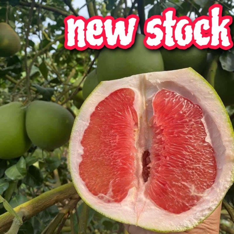 LIMAU BALI SIZE BESAR 1.6KG - 2KG stock baru sokmo/ citrus | Shopee ...