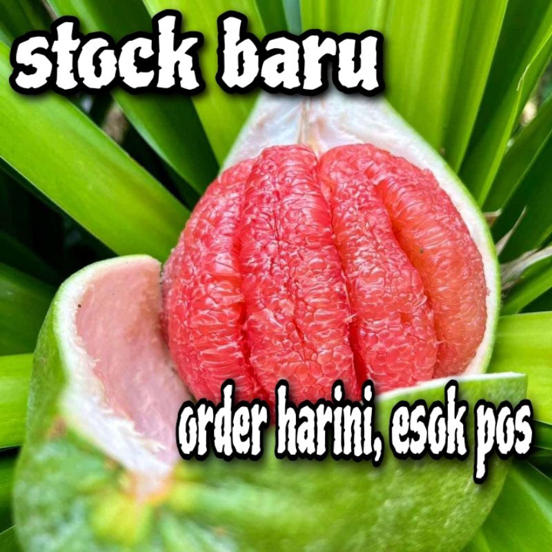 READY STOCK LIMAU BALI SEBIJI ISI MERAH 1.6kg -2kg lebih stock baru ...