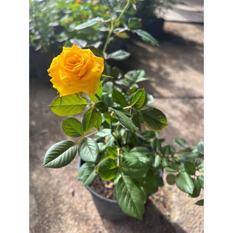 Ros Kampung Warna Kuning - Tahan Panas | Shopee Malaysia