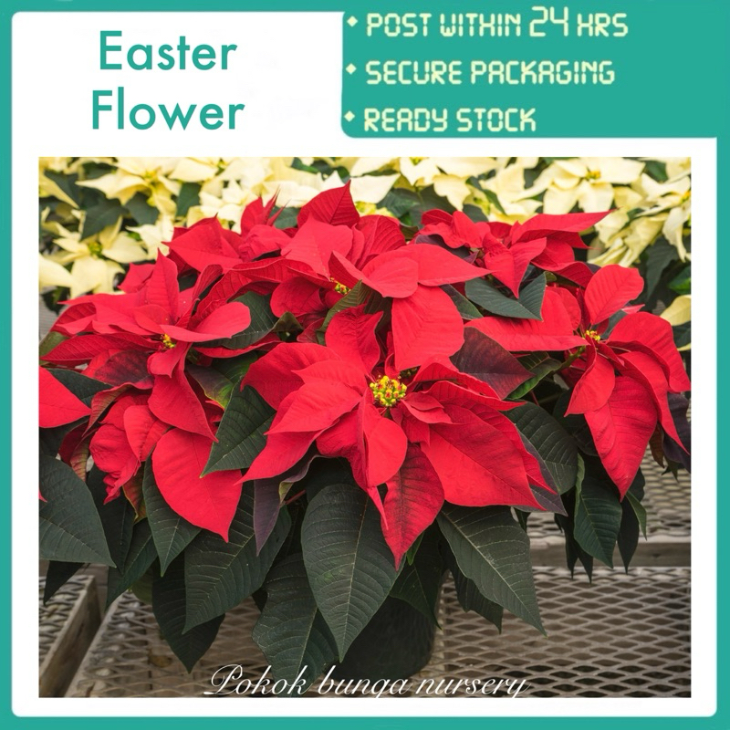 PBN - Easter flower - poinsettia Christmas crown of the Andes Mexican ...