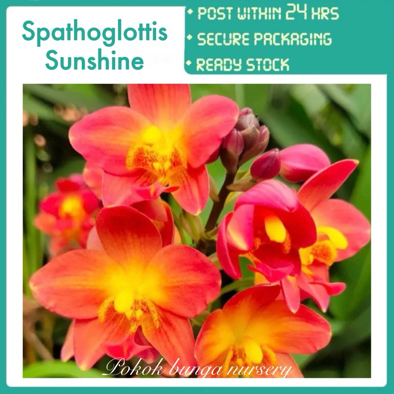 PBN - Spathoglottis sunshine - outdoor orange orchid Pokok bunga ...