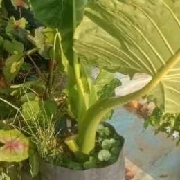 Pokok keladi gajah[giant Taro][hiasan]saiz besar(60-90 in) benih ...