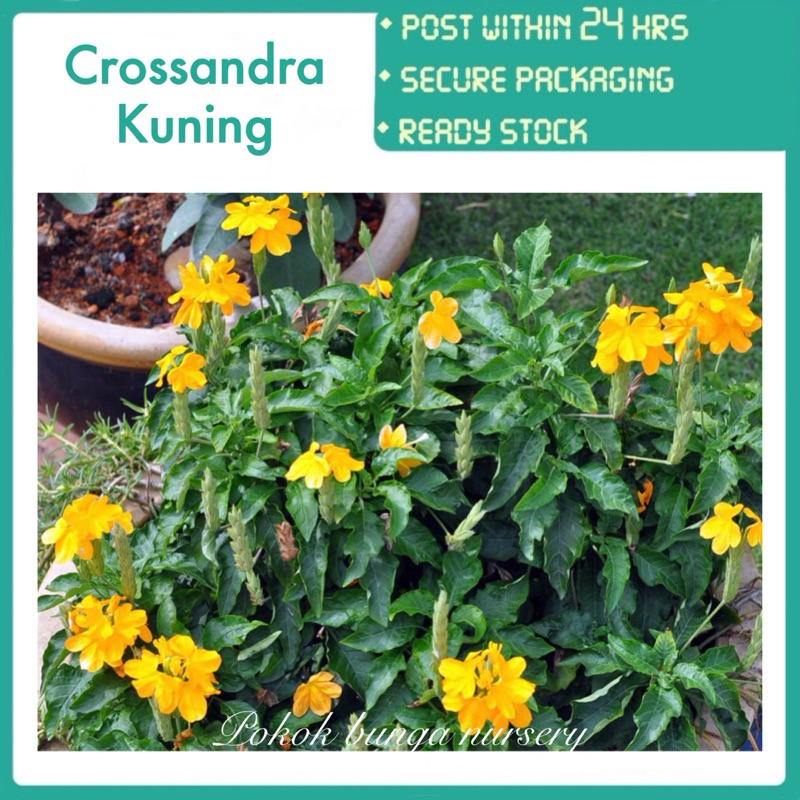 PBN - crossandra kuning - infundibuliformis yellow flower outdoor plant ...