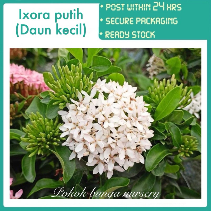 PBN - Ixora putih (daun kecil) - Pokok bunga nursery white flower ...