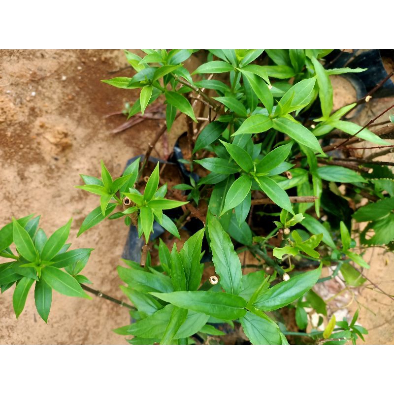 POKOK BUNGA LOCENG KUNING DAUN HALUS DALAM POLIBEG | Shopee Malaysia