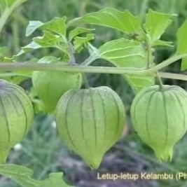 Anak Pokok letup kelambu[Physalis Peruviana]Penawar Gaut dan darah ...