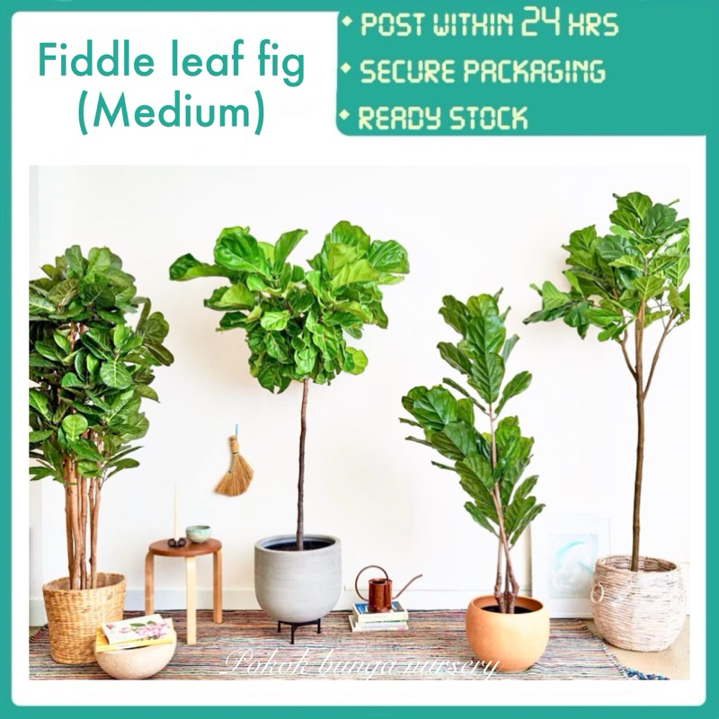 PBN - fiddle leaf fig (medium) - ficus lyrata Pokok bunga nursery banjo ...