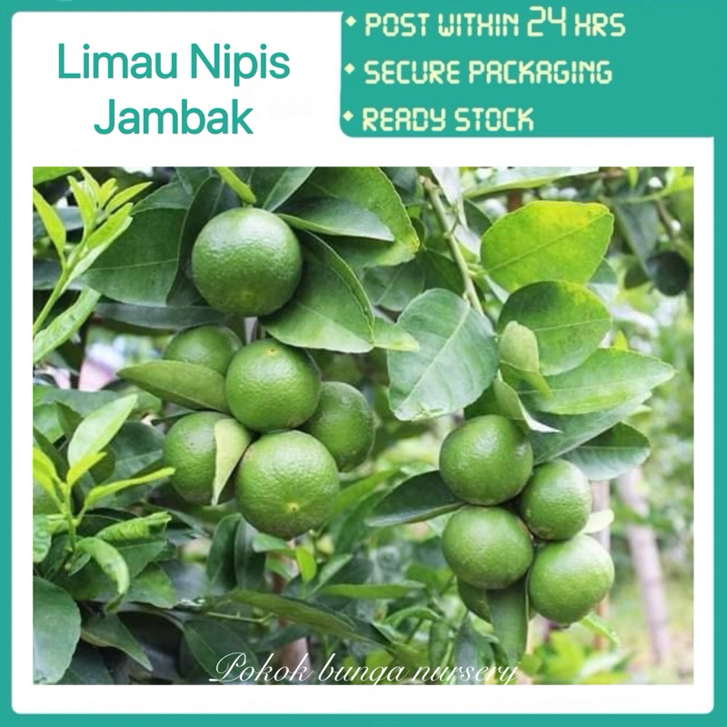 PBN - limau Nipis jambak - cepat berbuah Pokok bunga nursery real plant ...