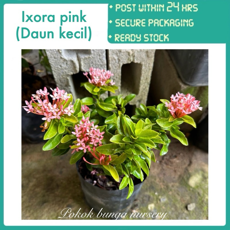 PBN - Ixora pink (daun kecil) - outdoor plant Pokok bunga nursery Pokok ...