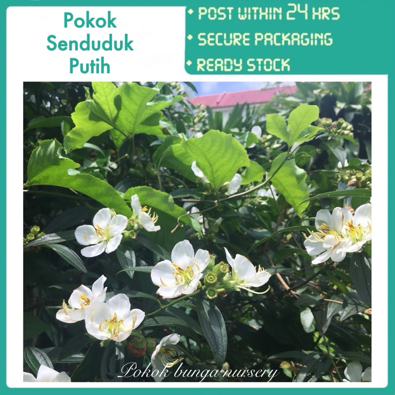 PBN - senduduk putih - pokok hunga nursery white melastoma ...