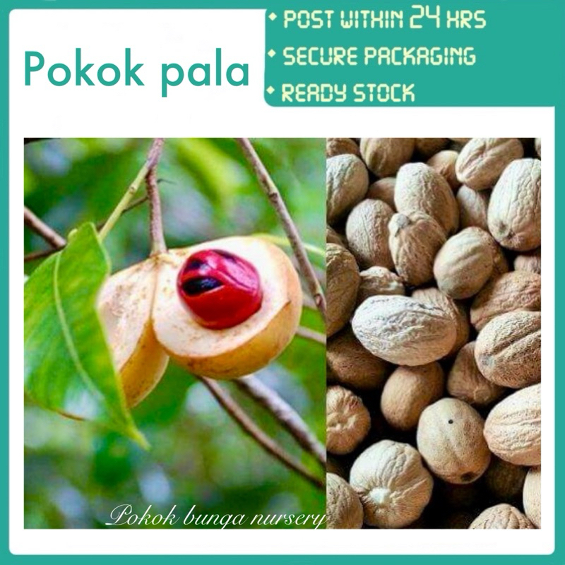 PBN - pokok pala - nutmeg plant fruit sapling hybrid cepat berbuah ...