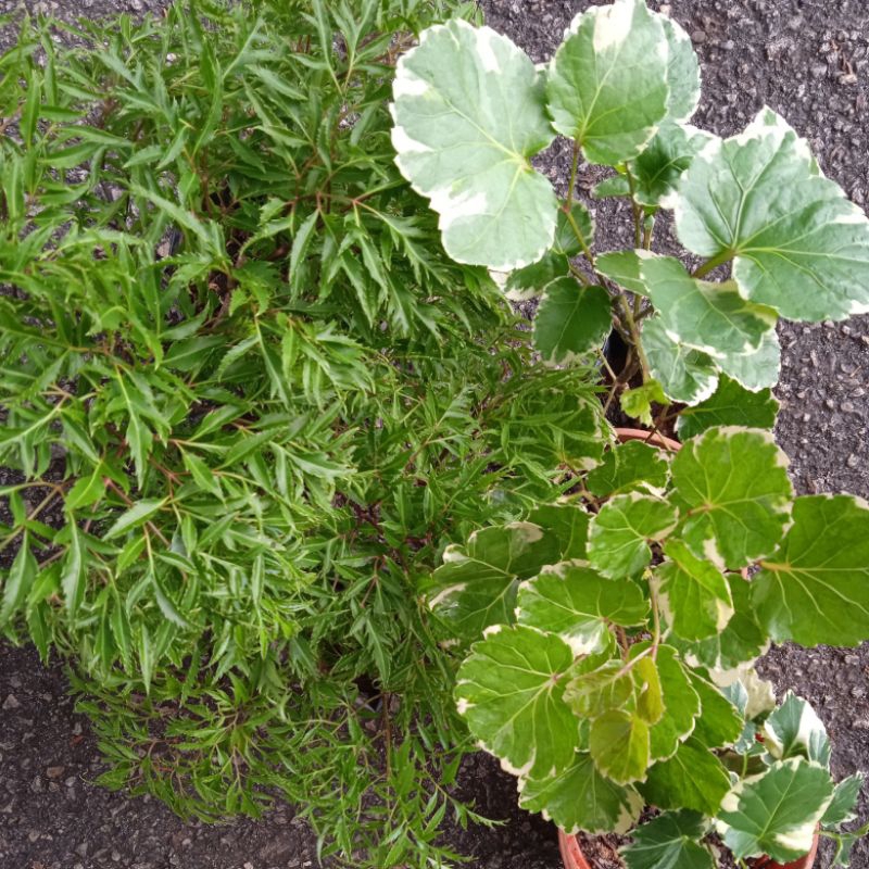 Polyscias Live Plants 南洋参/羽叶南洋参 Anak Pokok Kuku Garuda | Shopee Malaysia