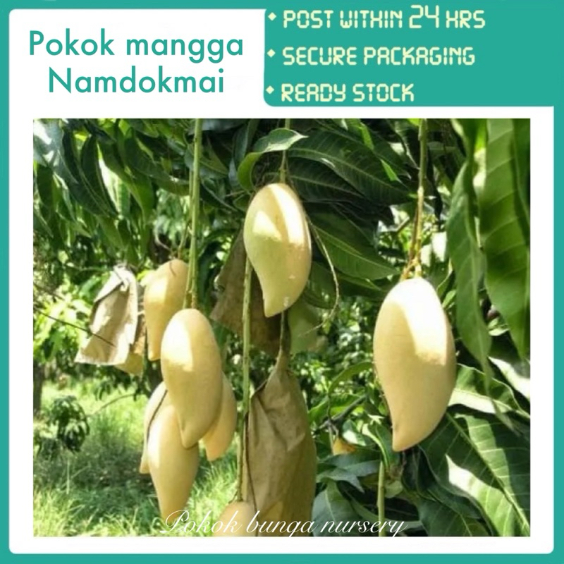 PBN - mangga namdokmai - golden anak pokok hybrid cepat berbuah ...