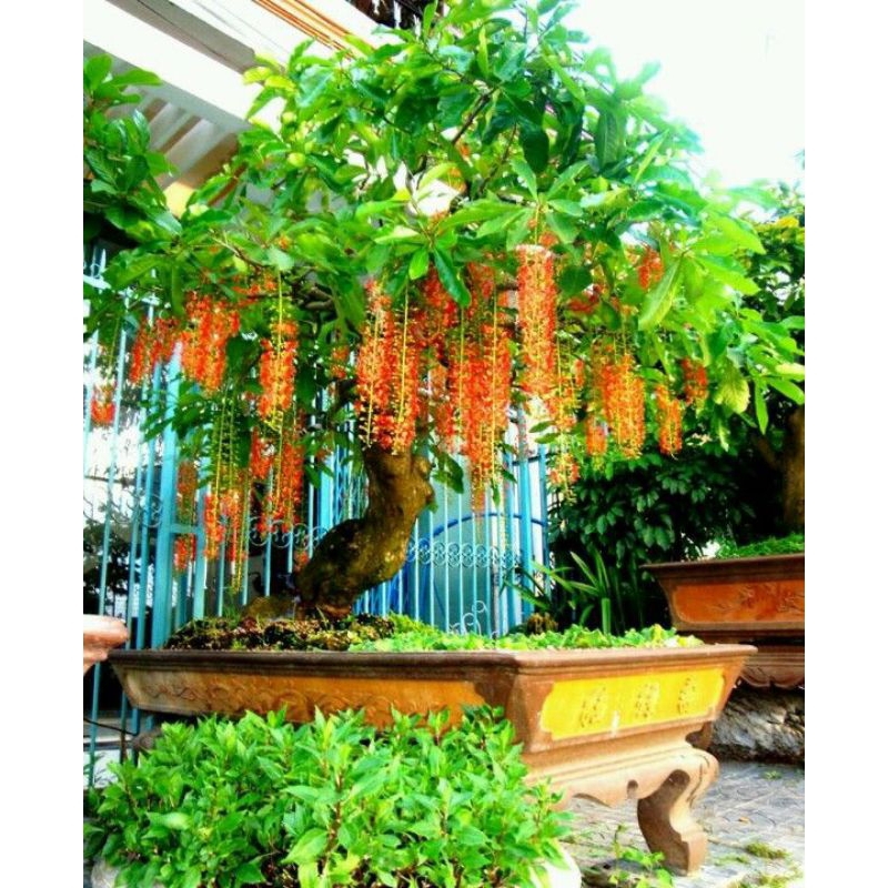 KKB Putat Mini, Indian Putat, Barringtonia acutangula, bonsai | Shopee ...