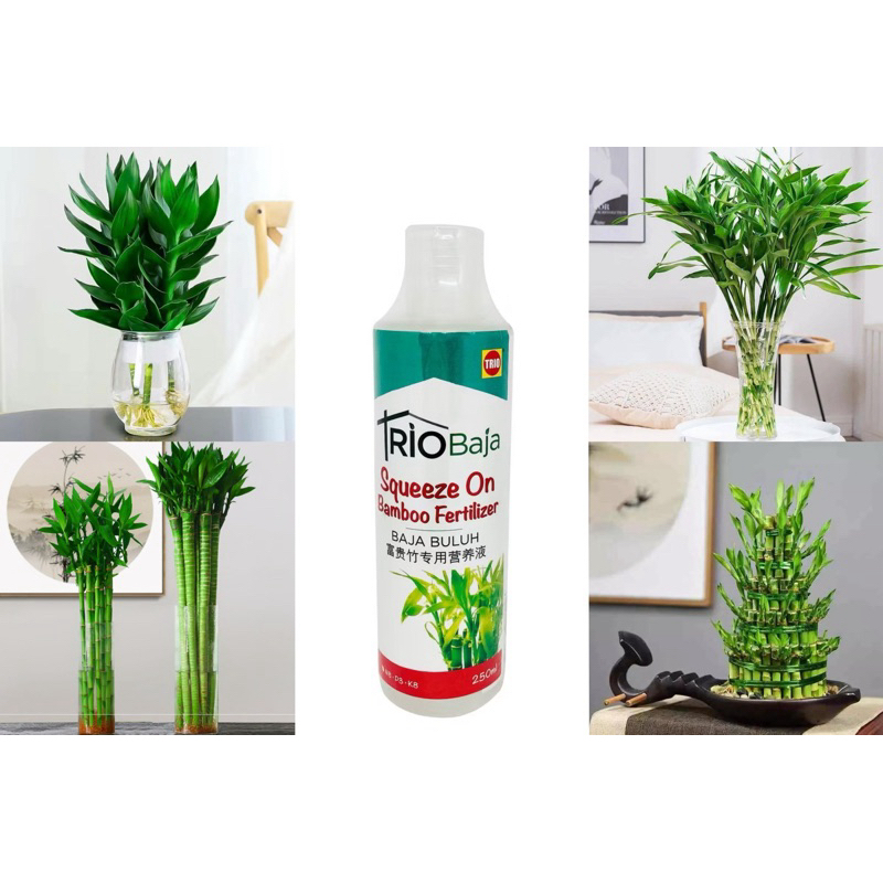 TRIObaja Squeeze On Bamboo Fertilizer 水耕竹专用肥250ML | Shopee Malaysia
