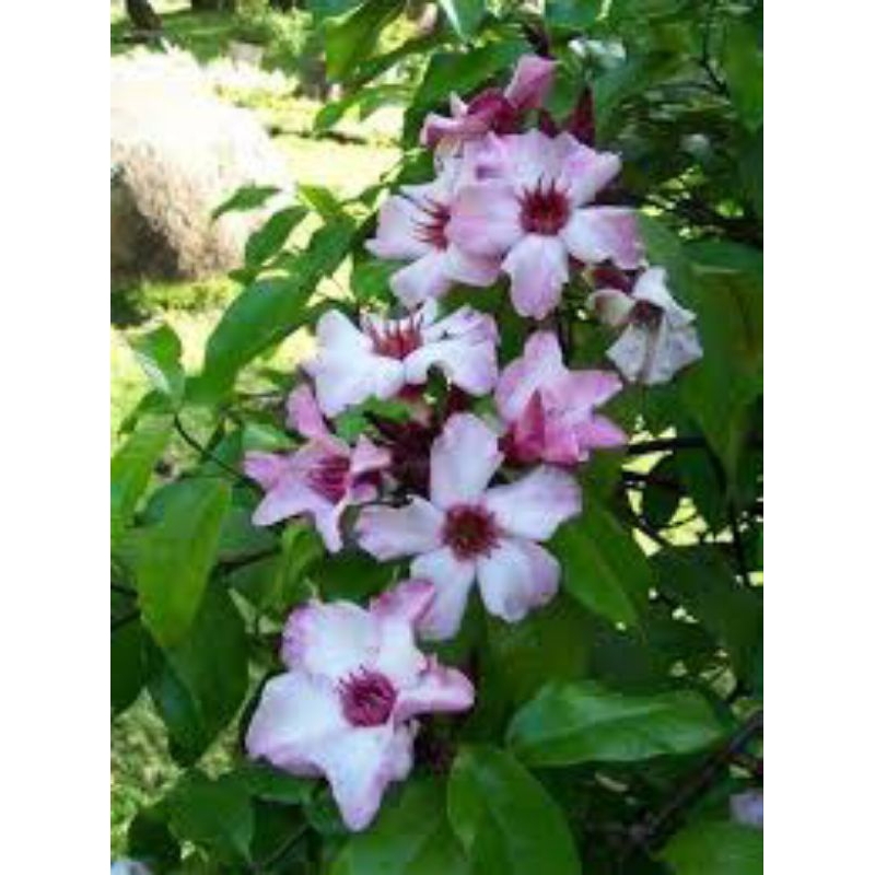 KKB Climbing Oleander, Strophanthus gratus, Cream Fruit, Indian Rubber ...