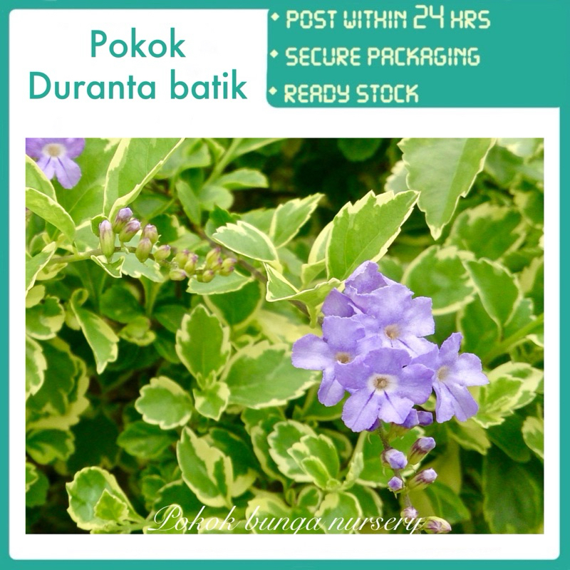PBN - duranta batik - pokok variegated bunga nursery erecta live plant ...