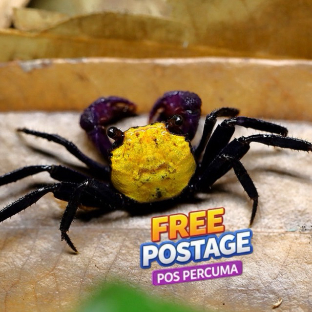 lemon vampire crab (geosesarma) | Shopee Malaysia