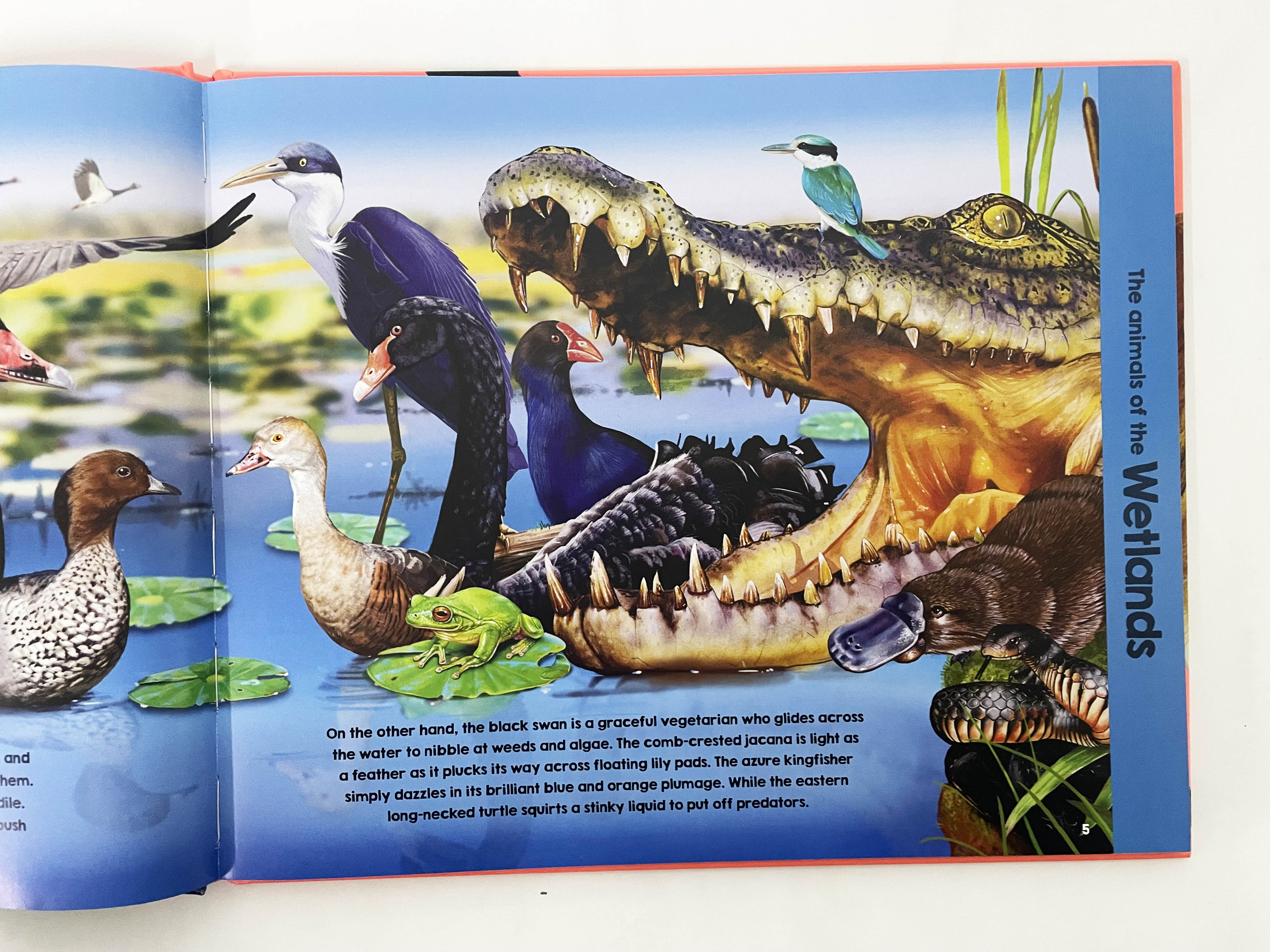 Kangaroo Koala Australian Animals Book For Kids To Learn Interesting ...