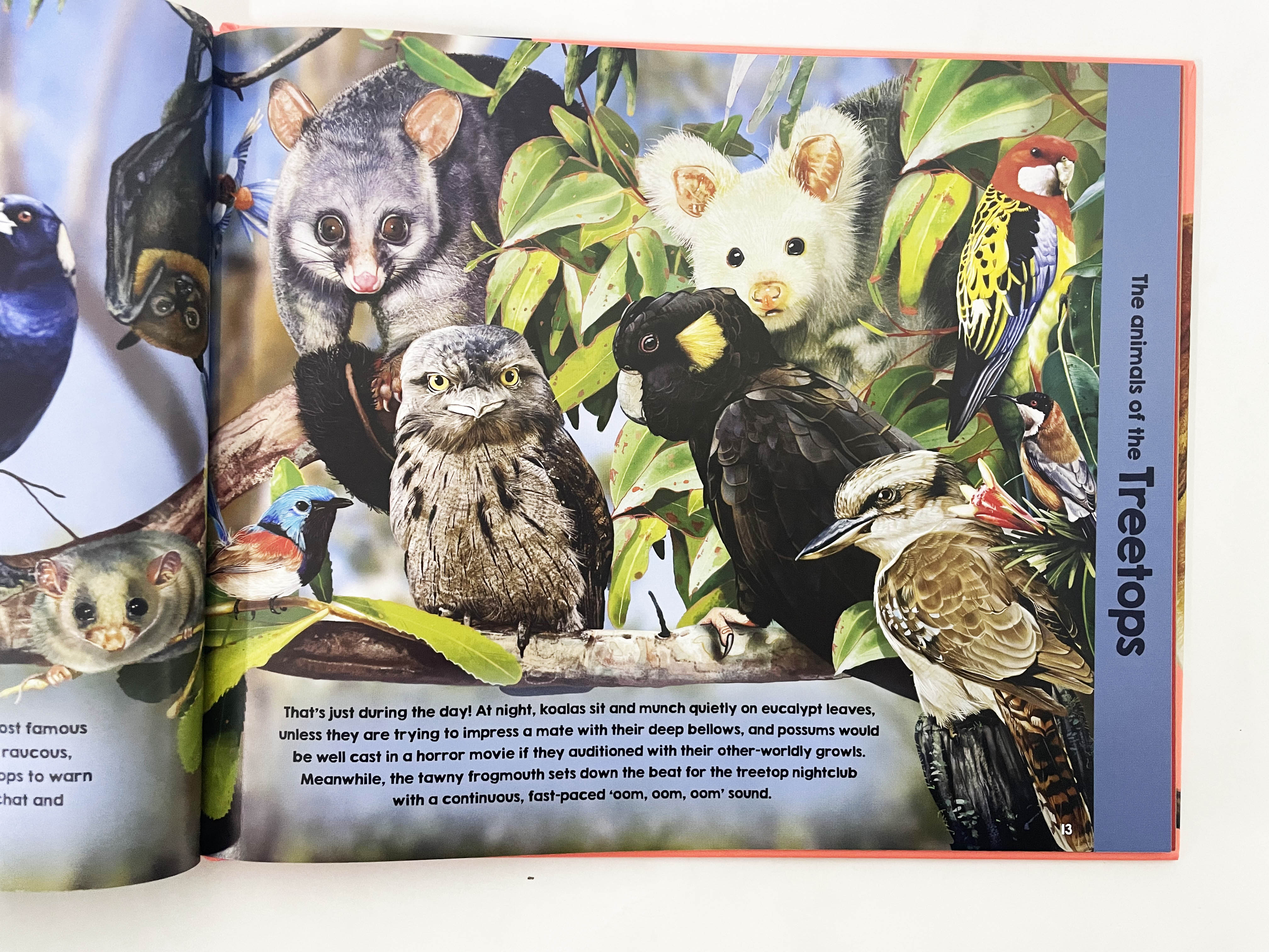 Kangaroo Koala Australian Animals Book For Kids To Learn Interesting ...