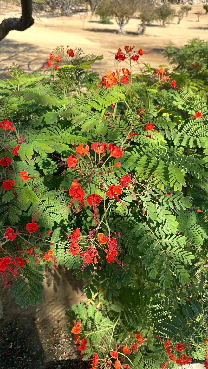 (GG real plant) jambul merak ^ caesalpinia pulcherrima peacock flower ...
