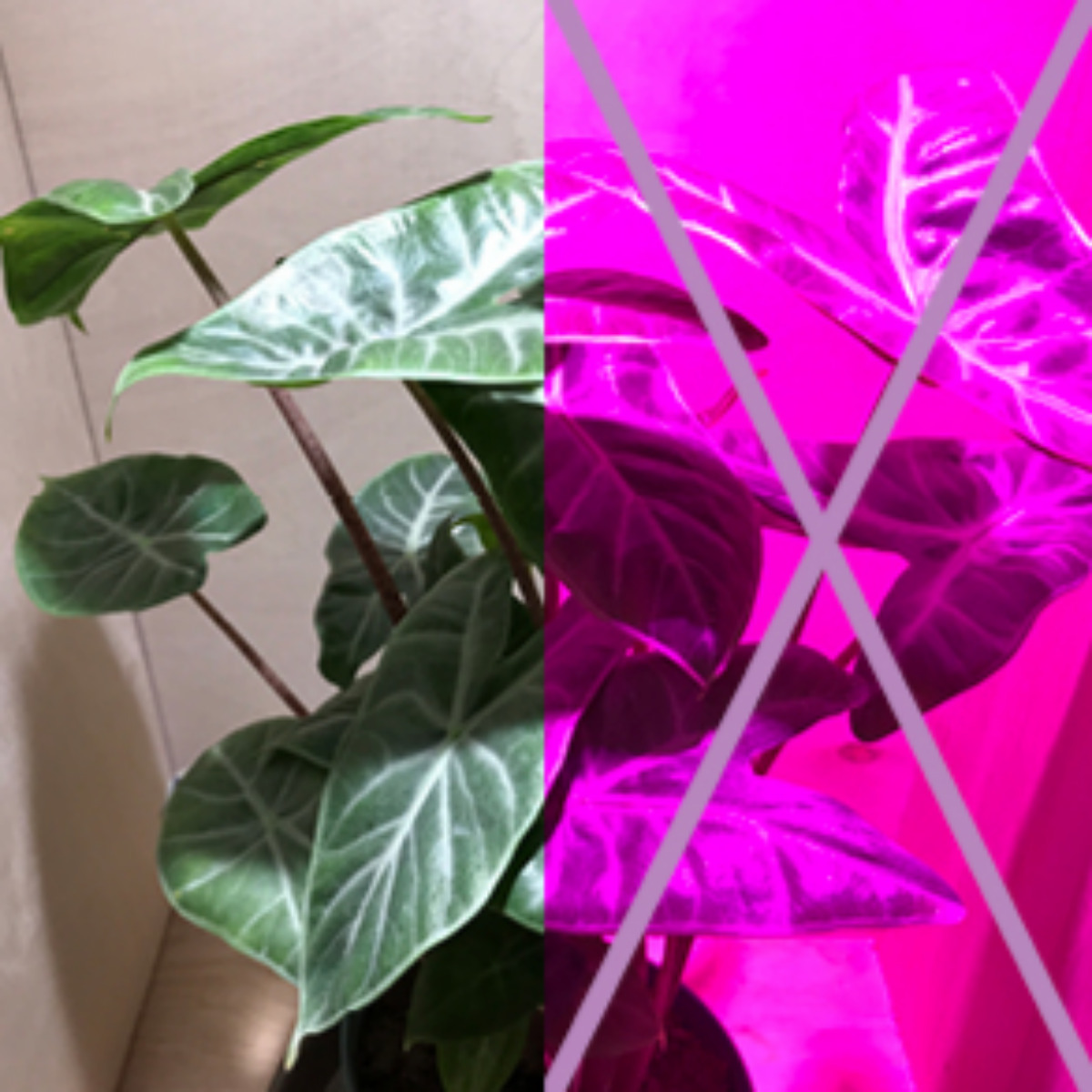 PHILIPS LED Plant Grow Light Bulb PAR38, 1325 Lumen, Daylight (5000K ...