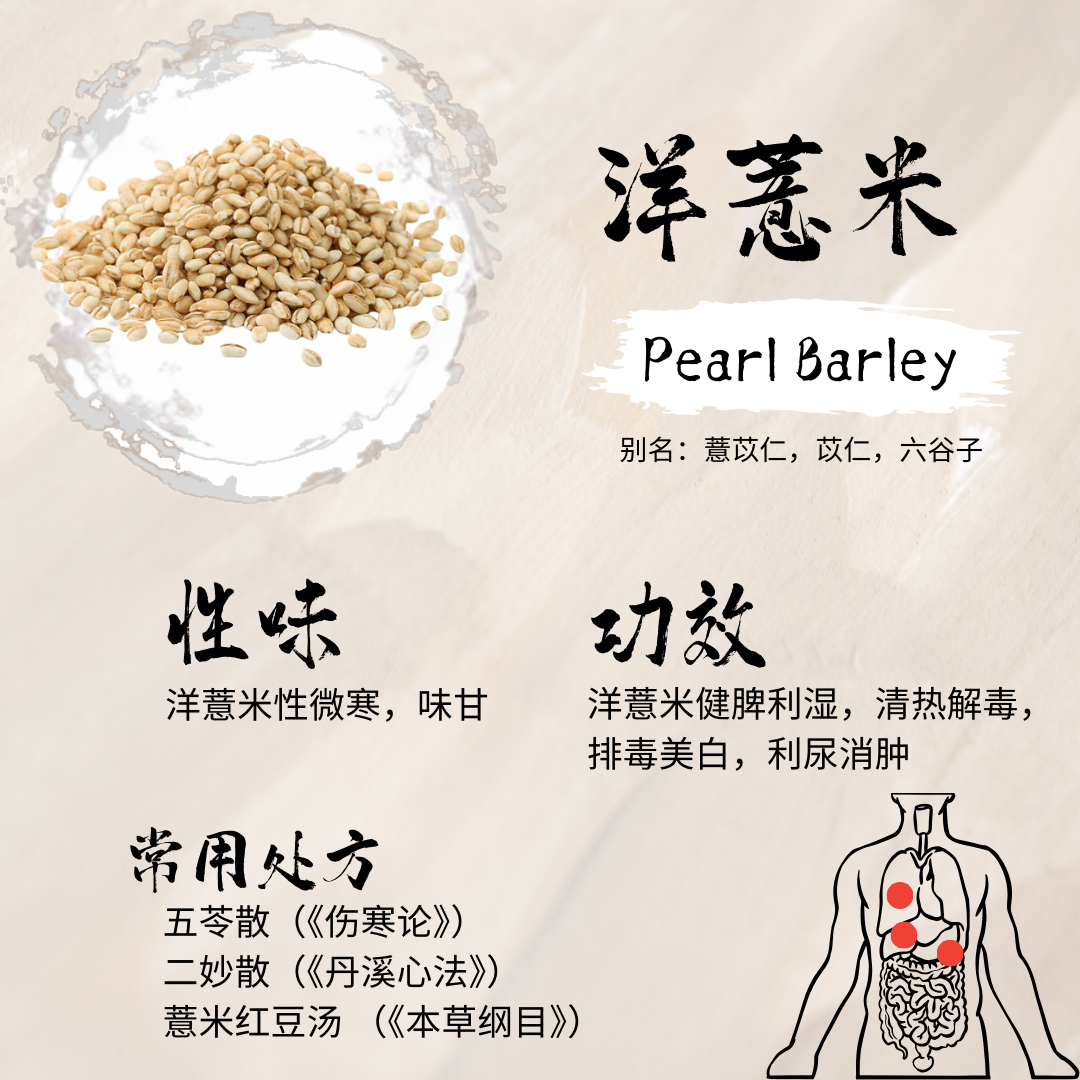 【TIEN SUNG】荷兰薏米 Holland Pearl Barley Holland Barli 500G/1KG 洋薏米 珍珠薏米 ...