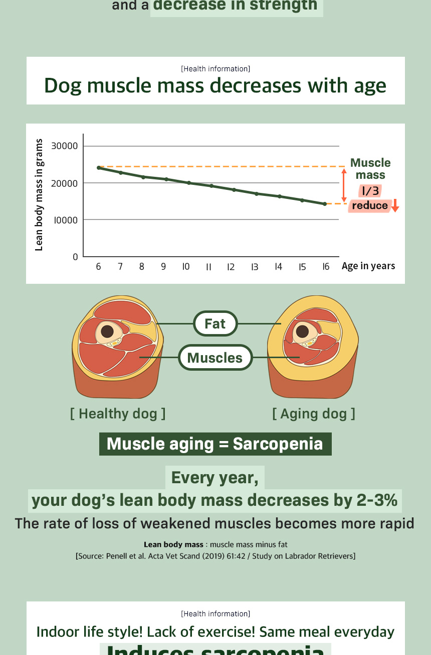 [Doctor By COLOSTRUM PROTEIN] Dog Muscle and Immunity care (30sticks ...