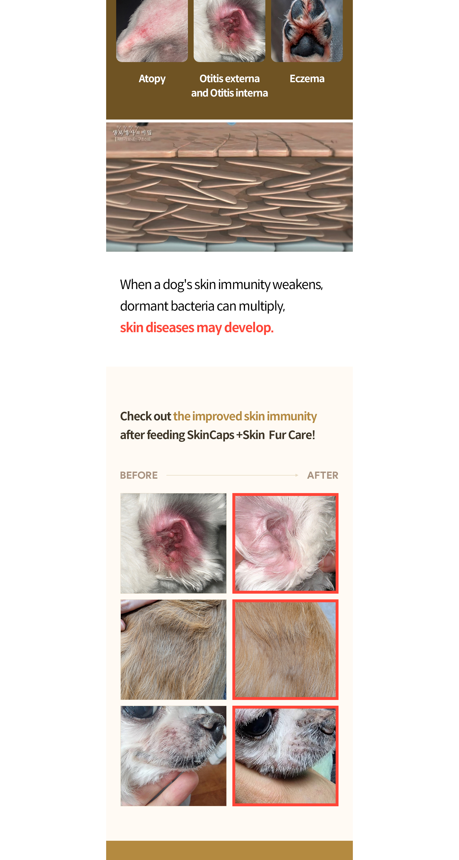 BONEAPETY Korea Skin Caps Dog Skin and Coat Health Supplement Allergy ...