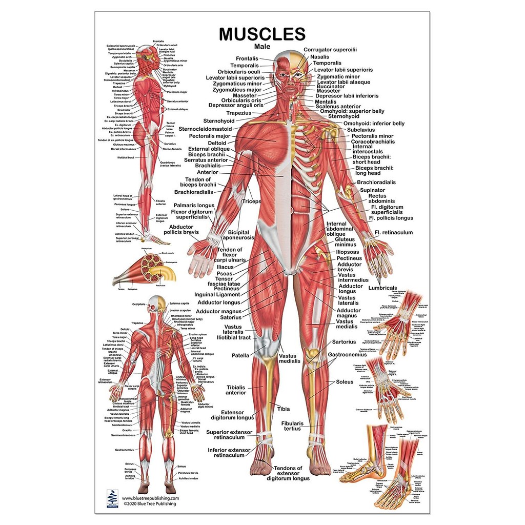 Muscular System Male Muscles Poster For Physical Fitness Working Out ...