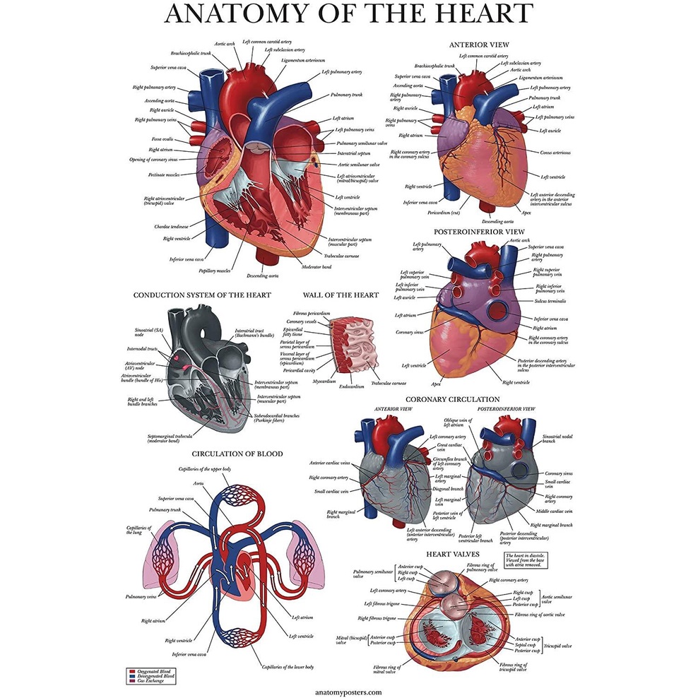 Pretty Heart Anatomy Poster LAMINATED Anatomical Chart of the Human ...