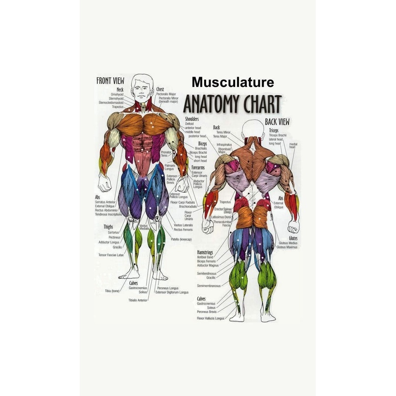 Pretty Musculature Anatomy Chart of the Human Body Art Silk Poster Home ...
