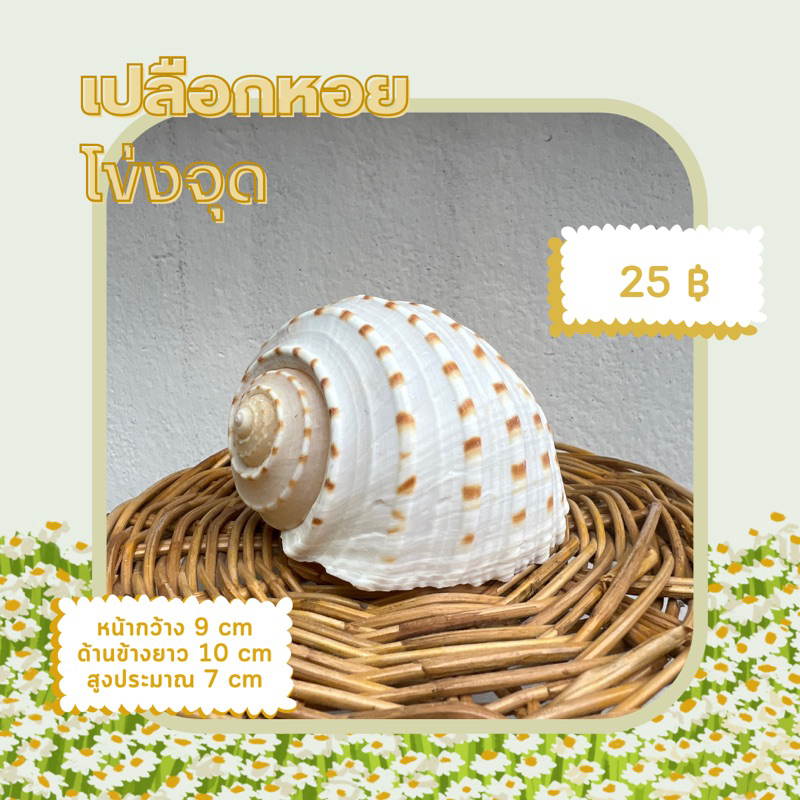 Centrifugal Shell Thin Snail With Polka Dot Pattern Raising Sichuan ...