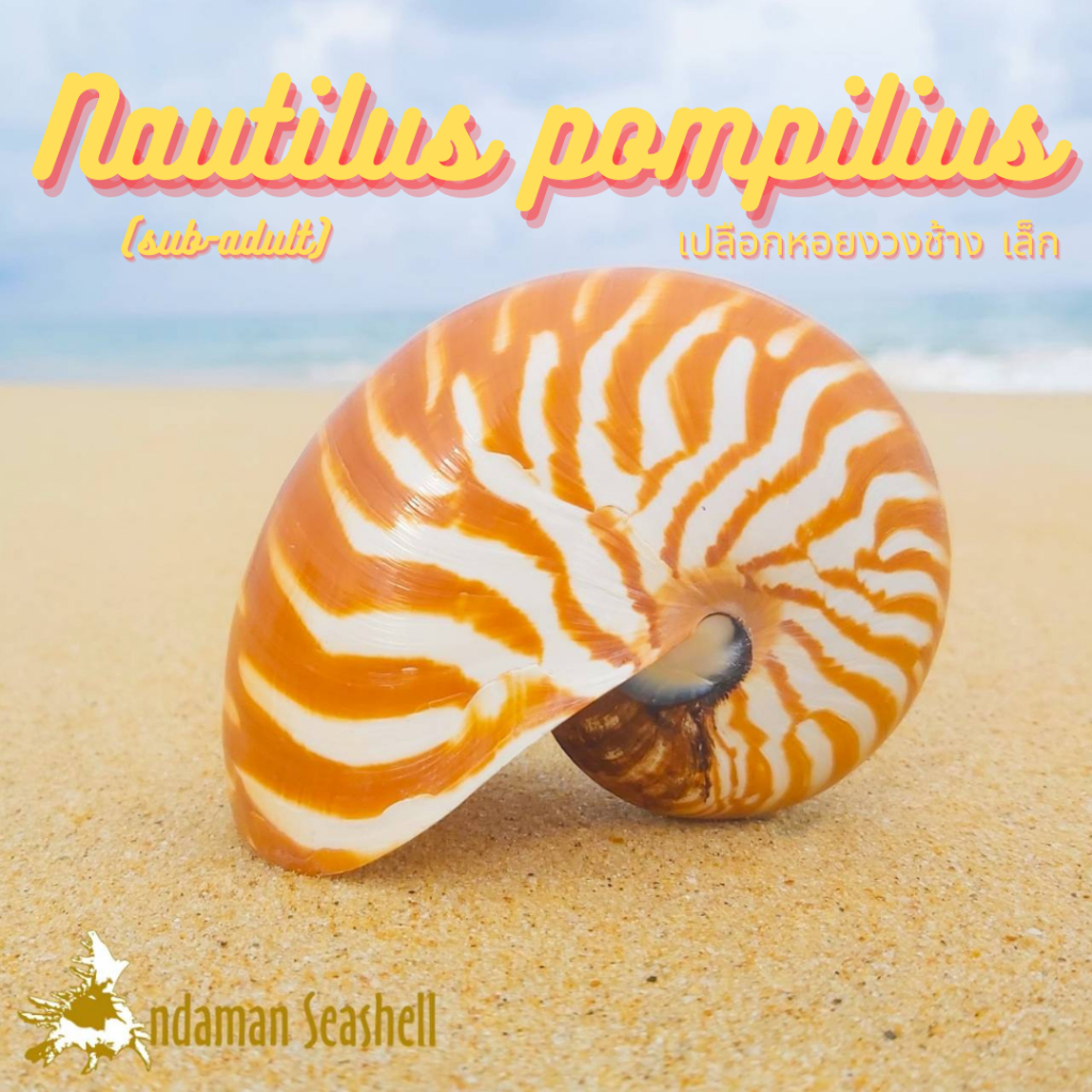 Andaman seashell Shell Small Elephant Clam (Nautilus pompilius ...