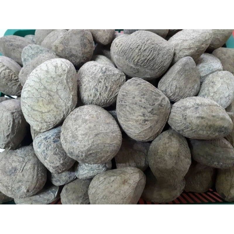Kluwek/Keluak/Pangguk/Buah Payang 1kg | Shopee Malaysia