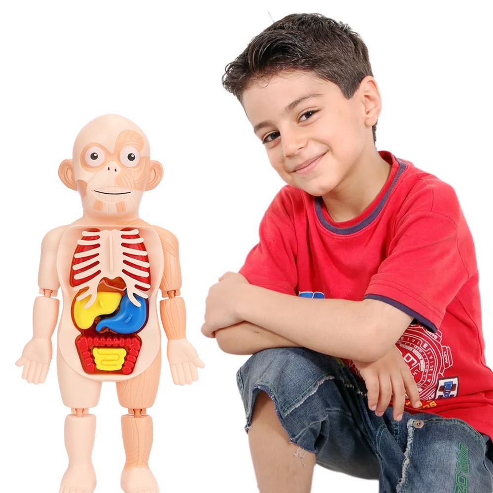 HumanBodyToy Human Body Model Toys Stem Educational Science ...